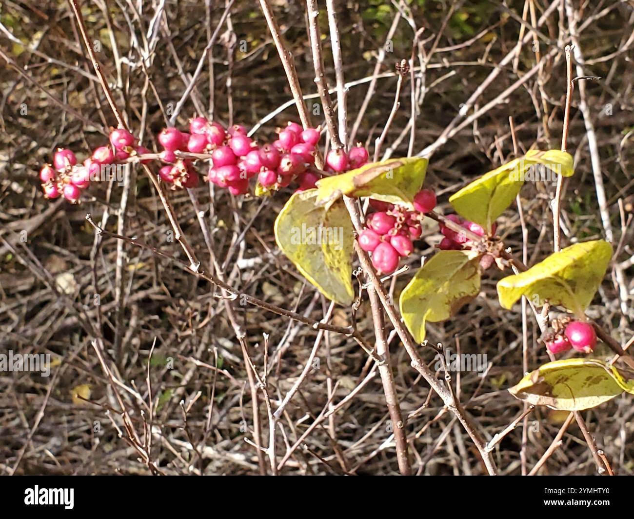 coralberry (Symphoricarpos orbiculatus Stock Photo - Alamy