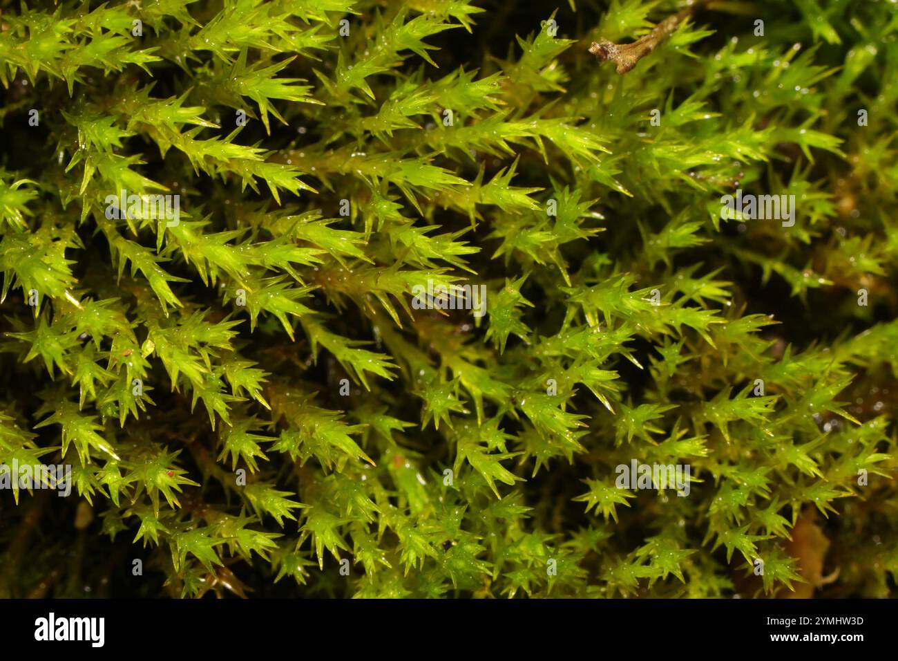 Hornschuch's Beard-moss (Pseudocrossidium hornschuchianum Stock Photo ...