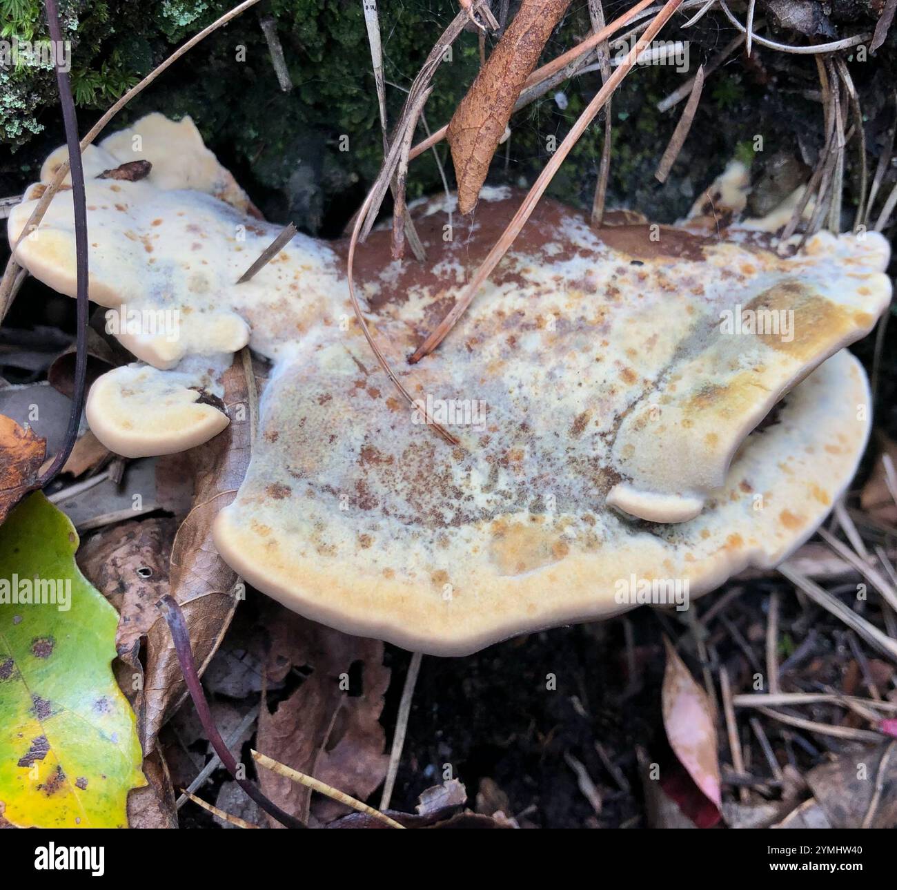 Dyer's Polypore (Phaeolus schweinitzii Stock Photo - Alamy
