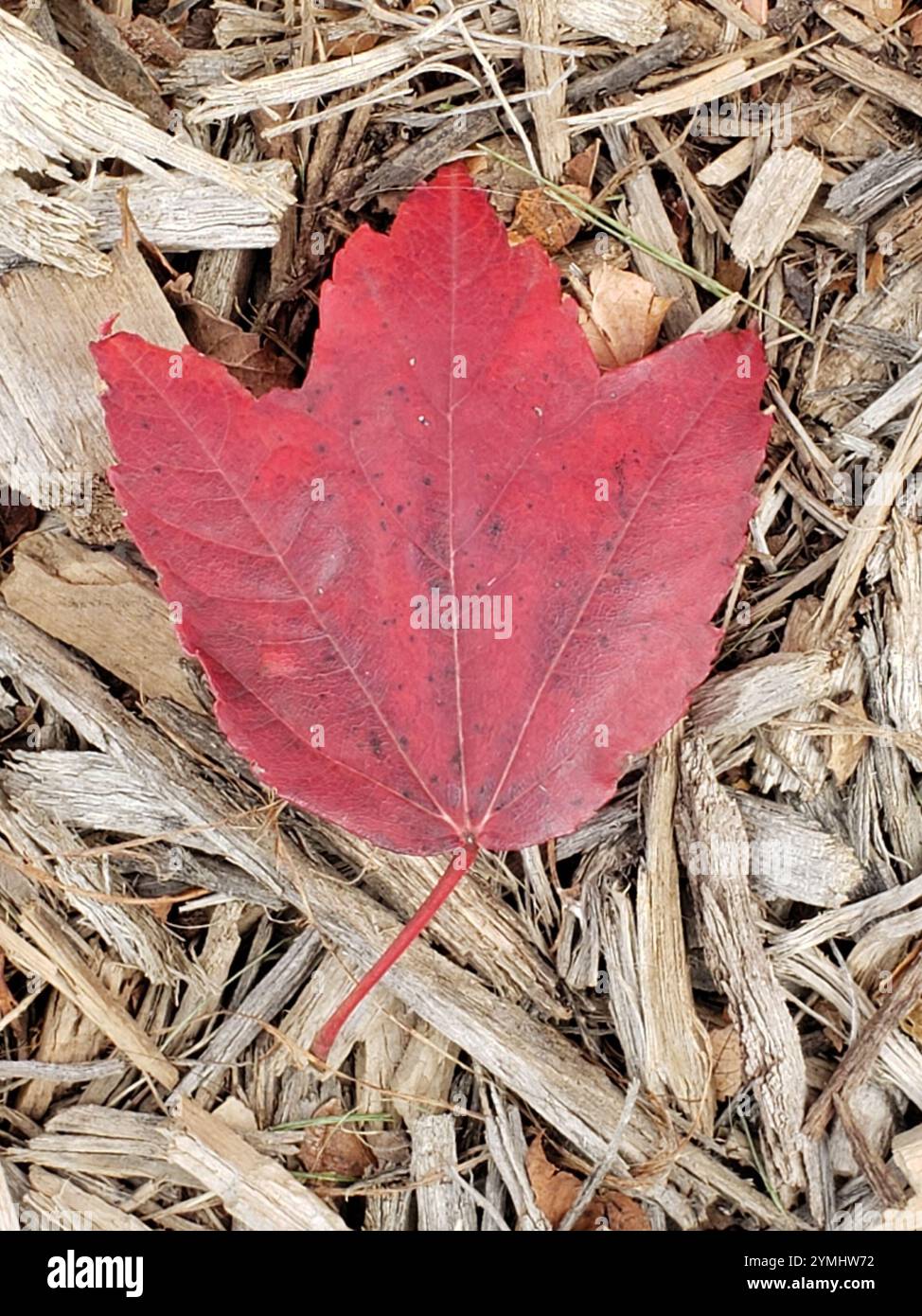 red maple (Acer rubrum Stock Photo - Alamy
