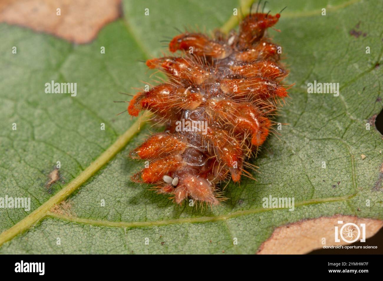 Hag Moth (Phobetron pithecium Stock Photo - Alamy