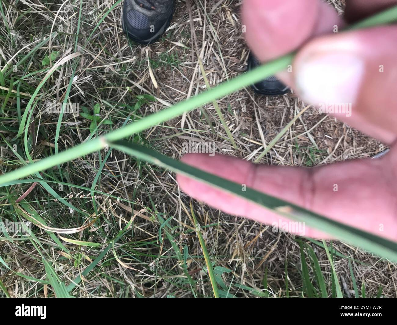 beaked panicum (Coleataenia anceps Stock Photo - Alamy