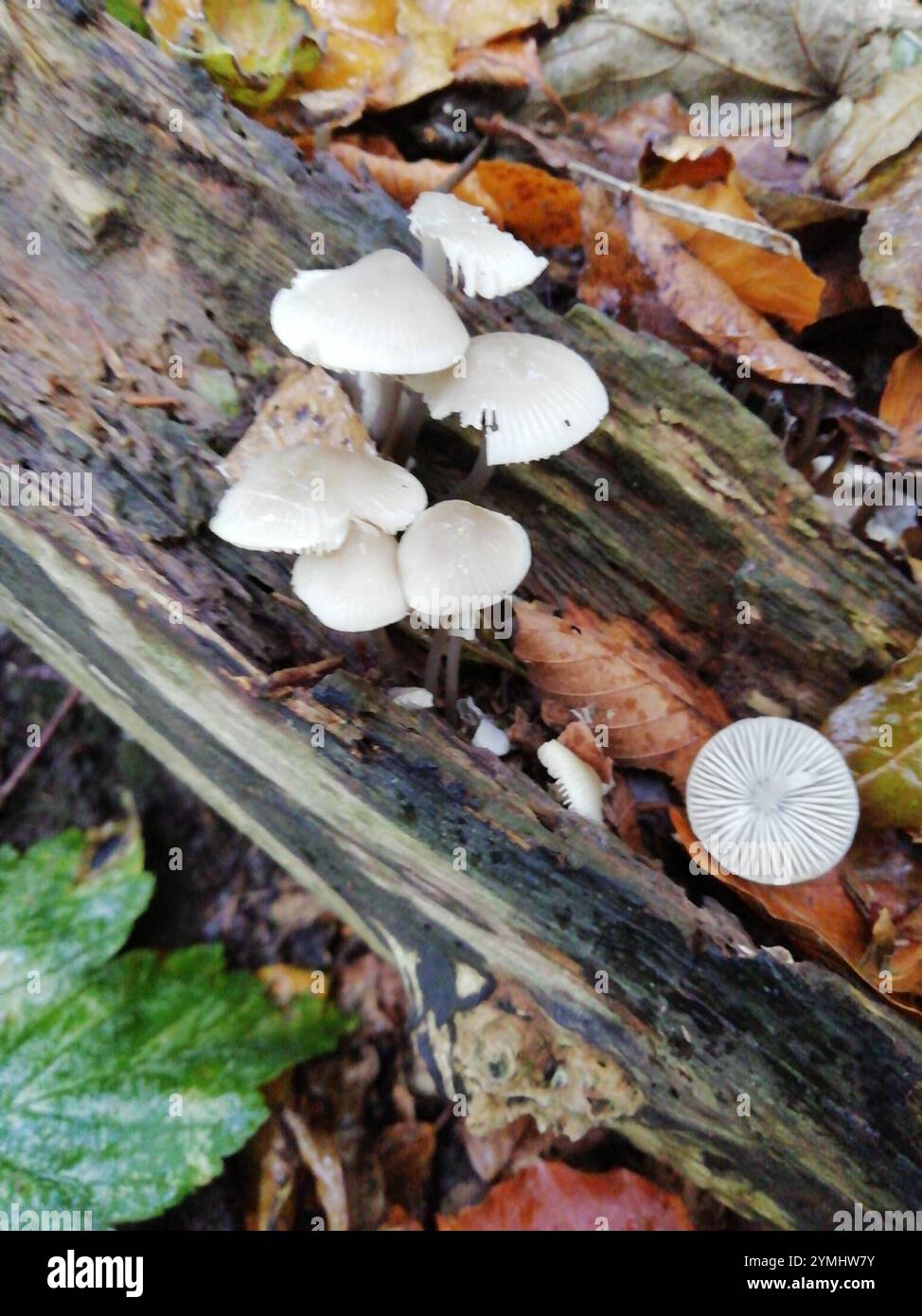 common bonnet (Mycena galericulata Stock Photo - Alamy