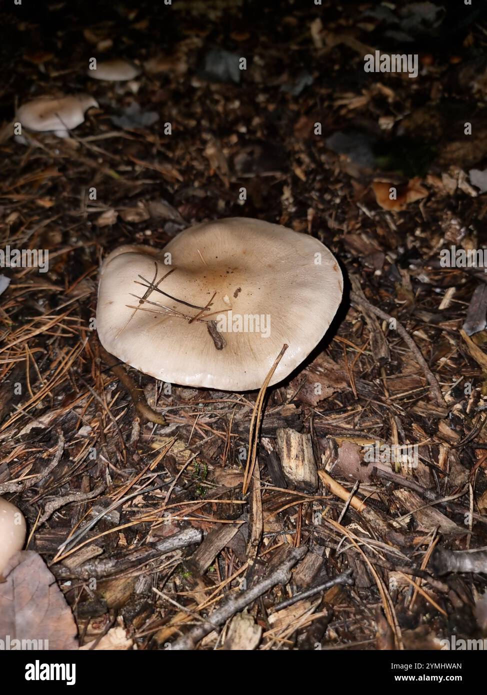 Cloudy Clitocybe (Clitocybe nebularis Stock Photo - Alamy