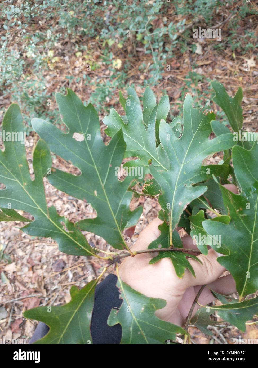 white oak (Quercus alba Stock Photo - Alamy