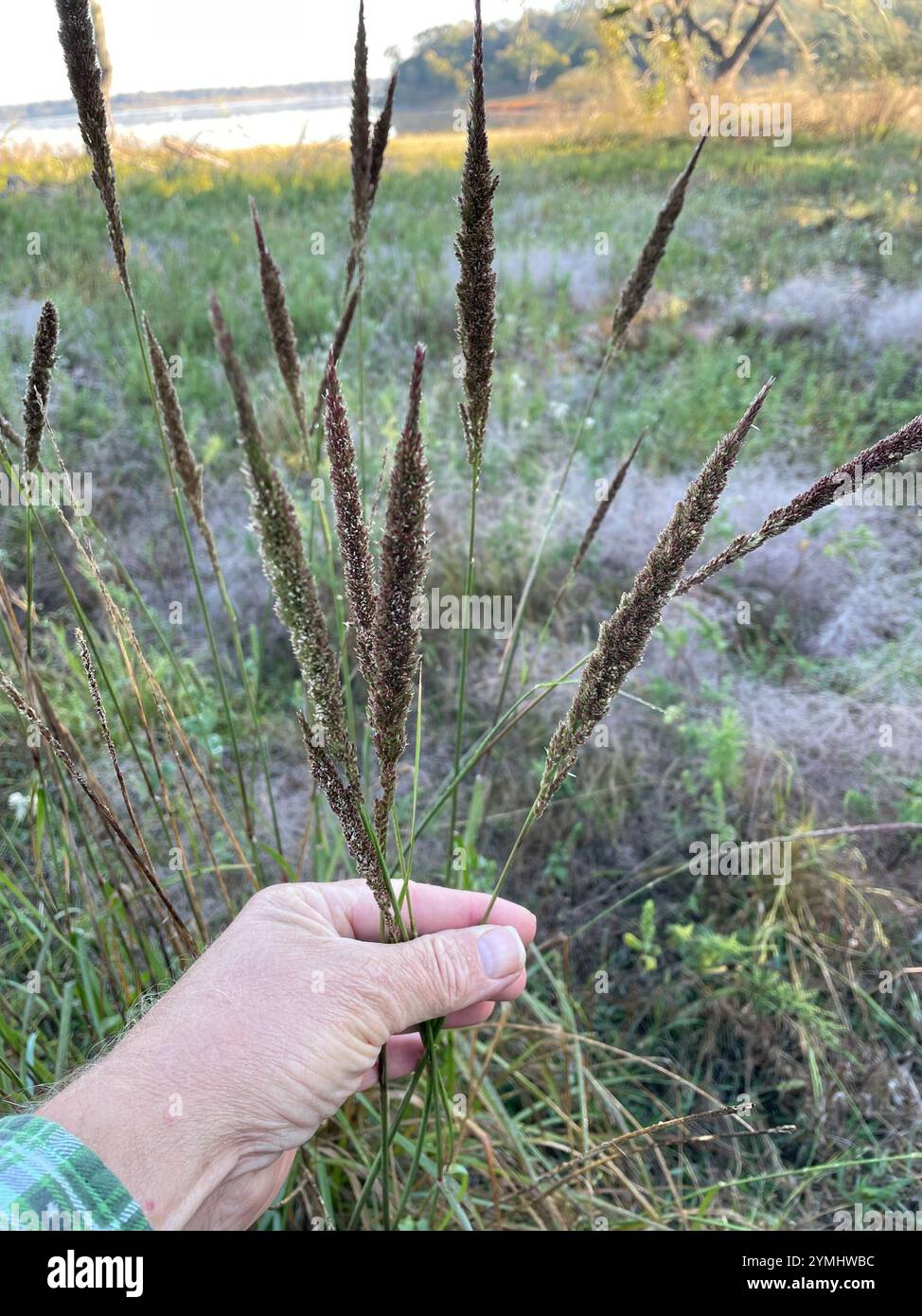 Longspike Tridens (Tridens strictus Stock Photo - Alamy