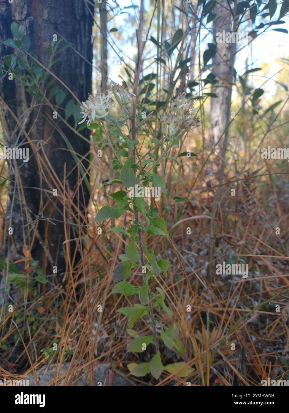 Dixie aster (Sericocarpus tortifolius Stock Photo - Alamy