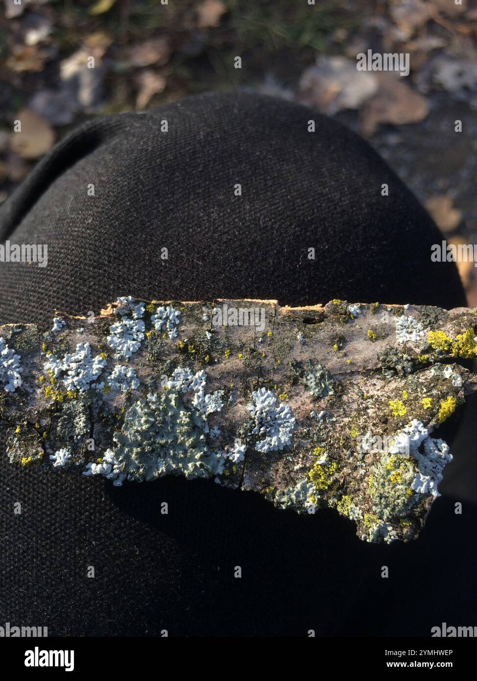 Powdery-margined Cryptic Shade Lichen (Physciella chloantha Stock Photo - Alamy