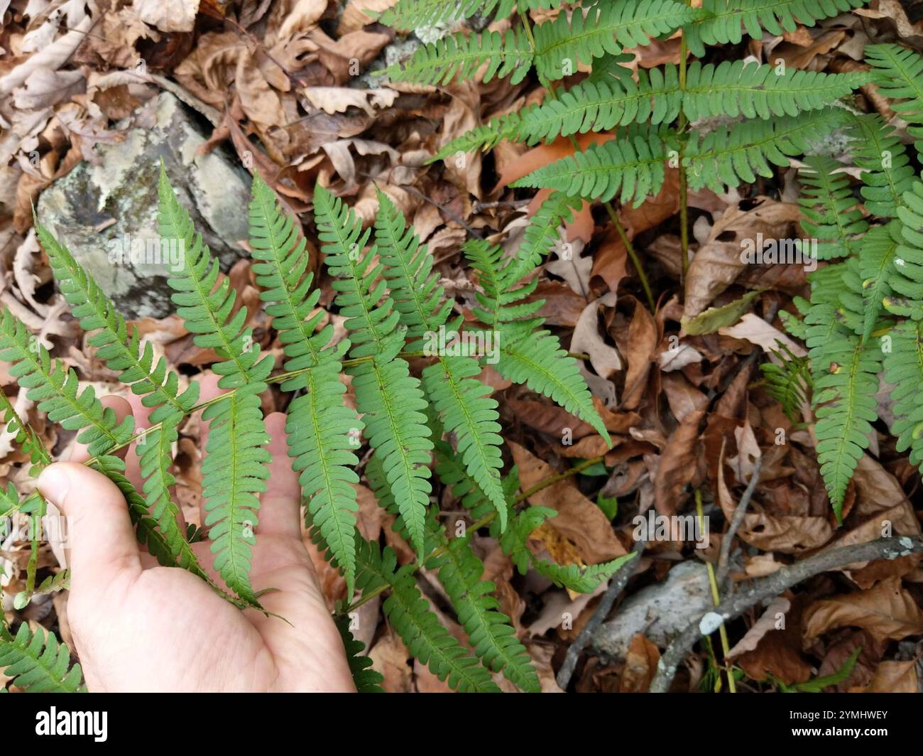 marginal wood fern (Dryopteris marginalis Stock Photo - Alamy