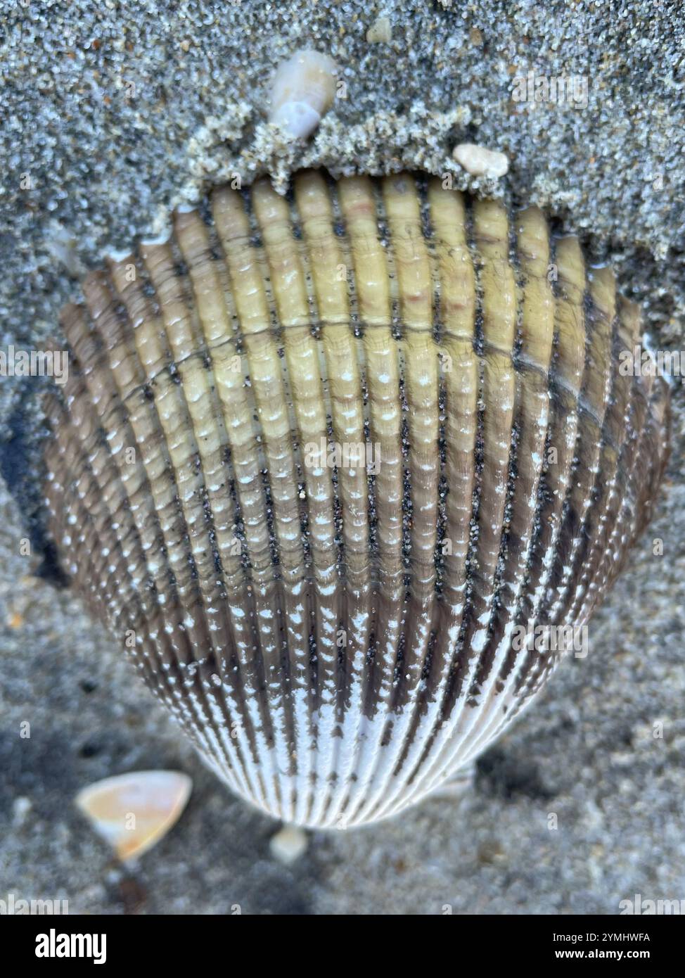 Clinocardium nuttallii hi-res stock photography and images - Alamy