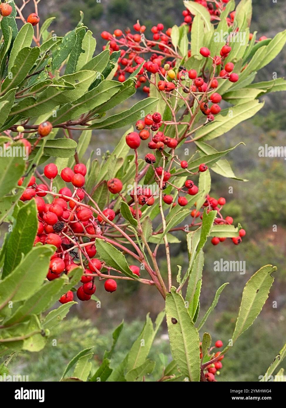 Toyon (Heteromeles arbutifolia Stock Photo - Alamy