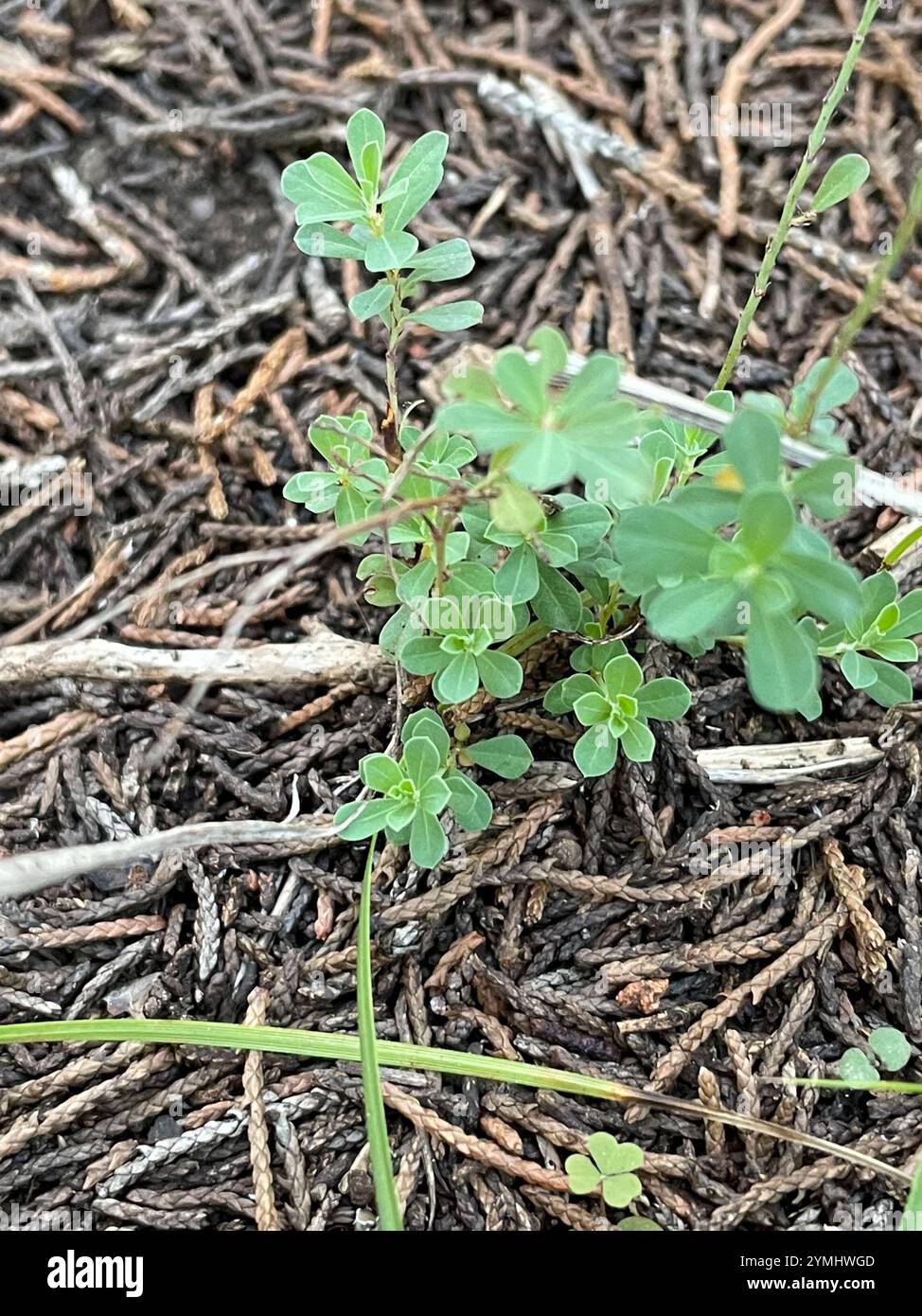 Smartweed Leafflower (Phyllanthus polygonoides Stock Photo - Alamy