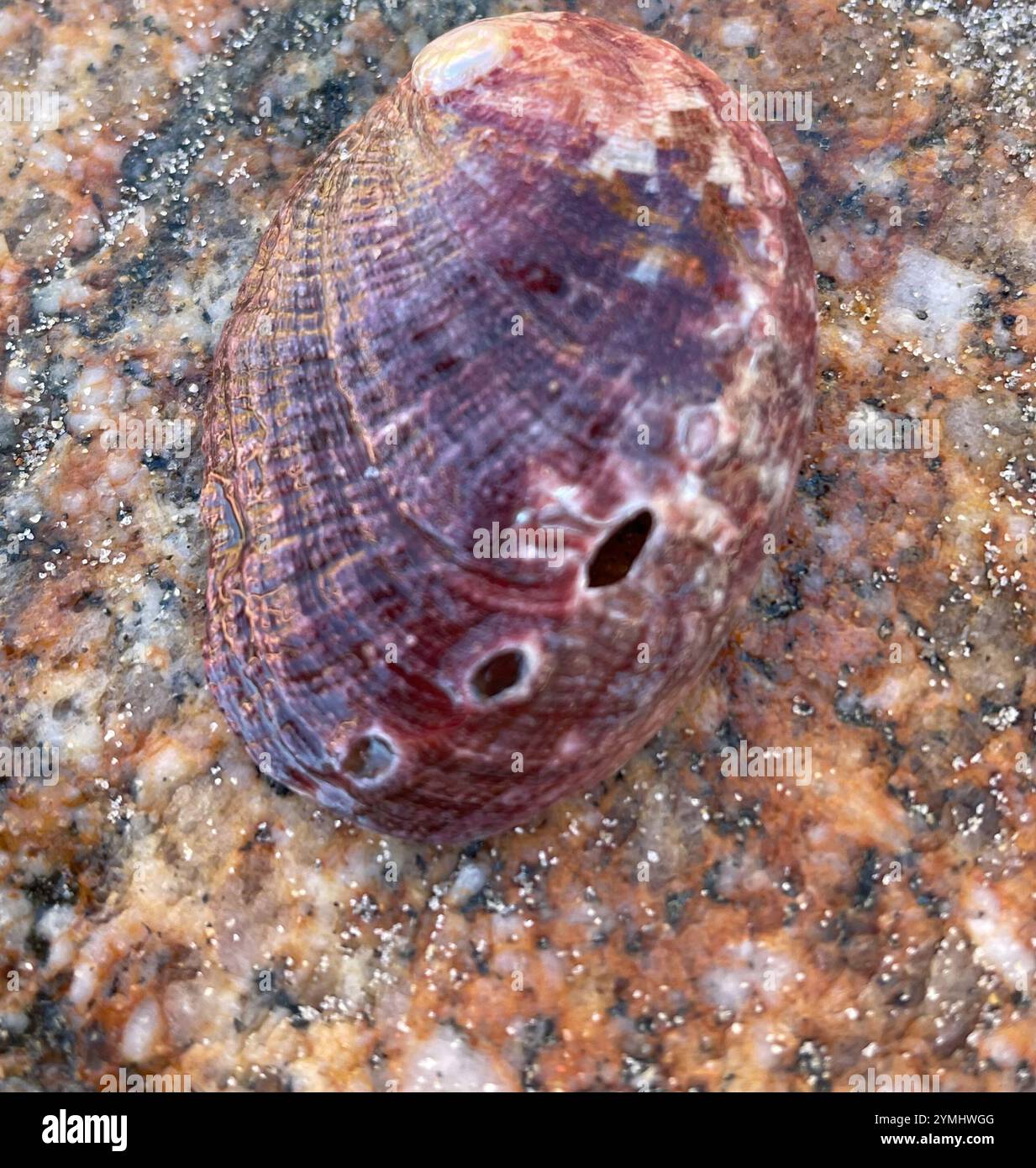 Red Abalone (Haliotis rufescens Stock Photo - Alamy