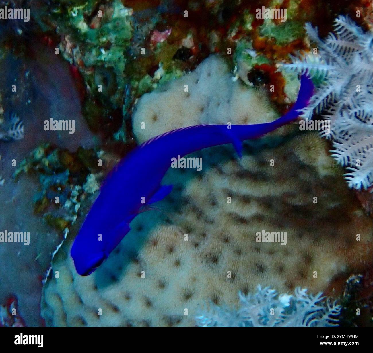 Orchid Dottyback (Pseudochromis fridmani Stock Photo - Alamy