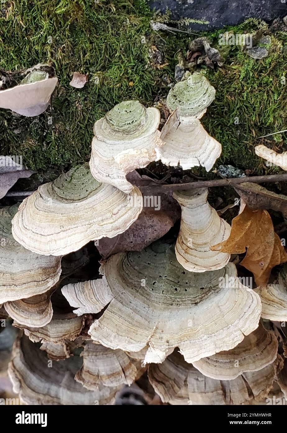 False Turkey-Tail (Stereum ostrea Stock Photo - Alamy