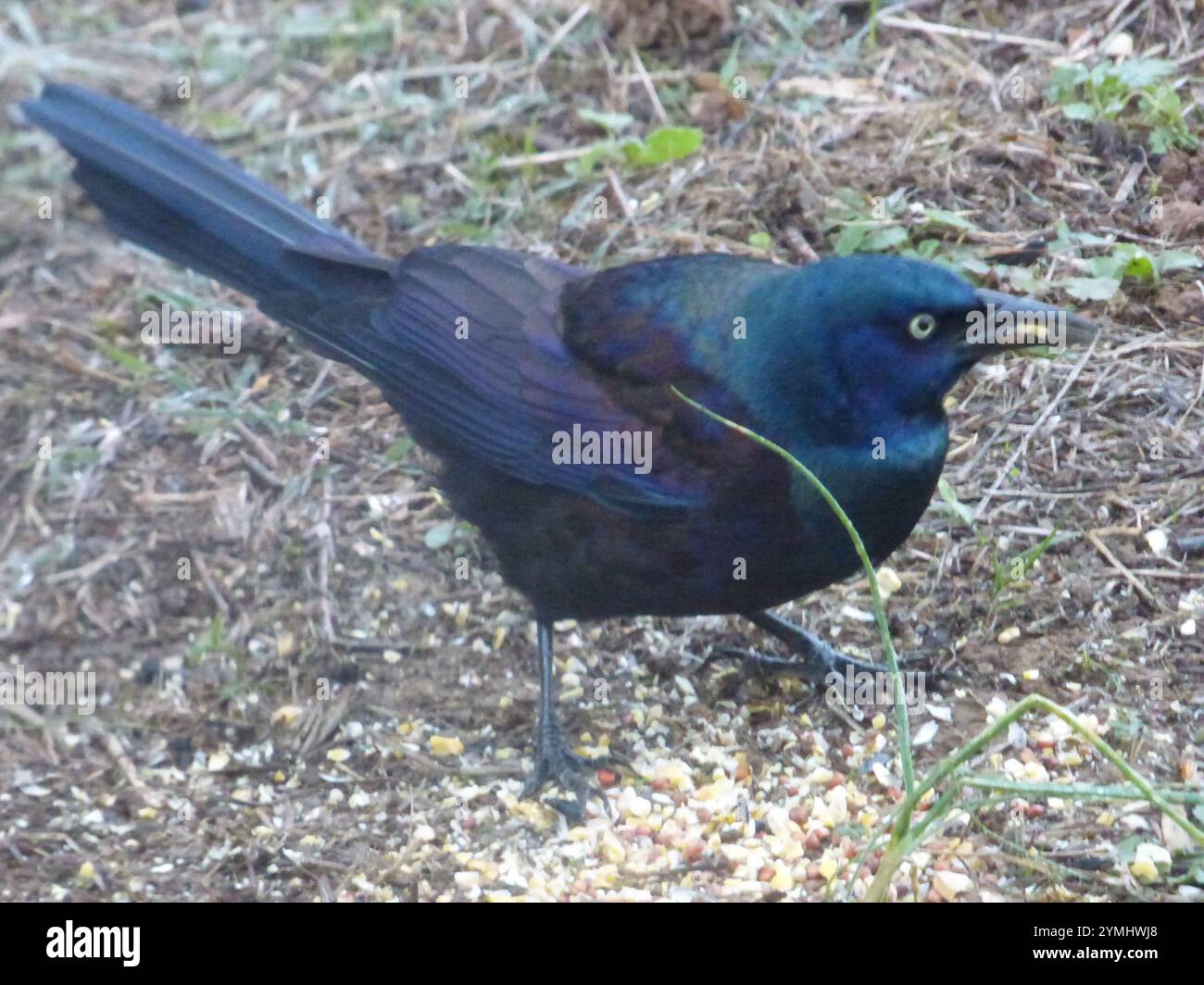 Common Grackle (Quiscalus quiscula Stock Photo - Alamy