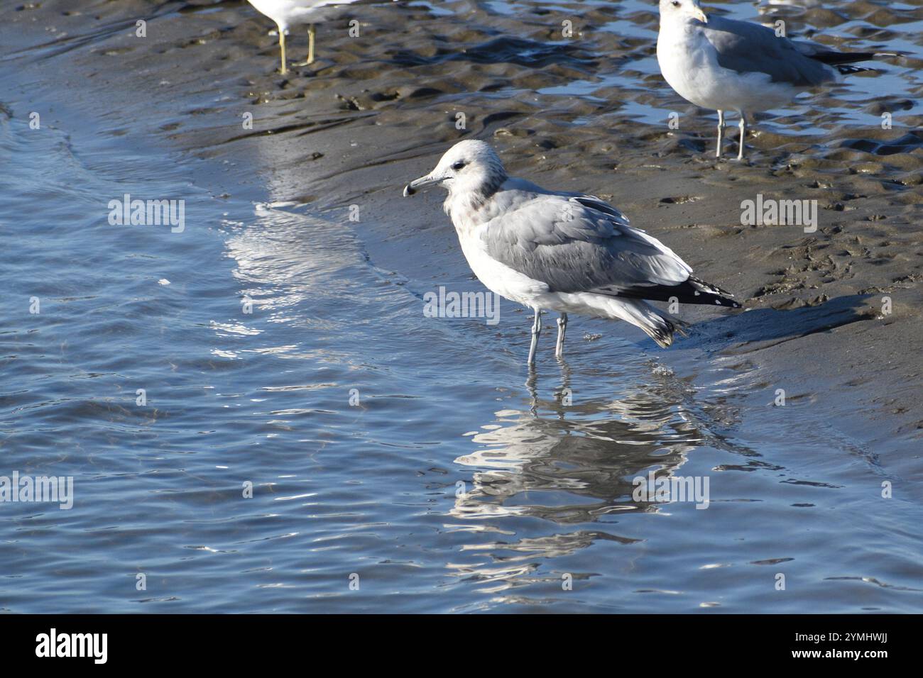 California Gull (Larus californicus Stock Photo - Alamy