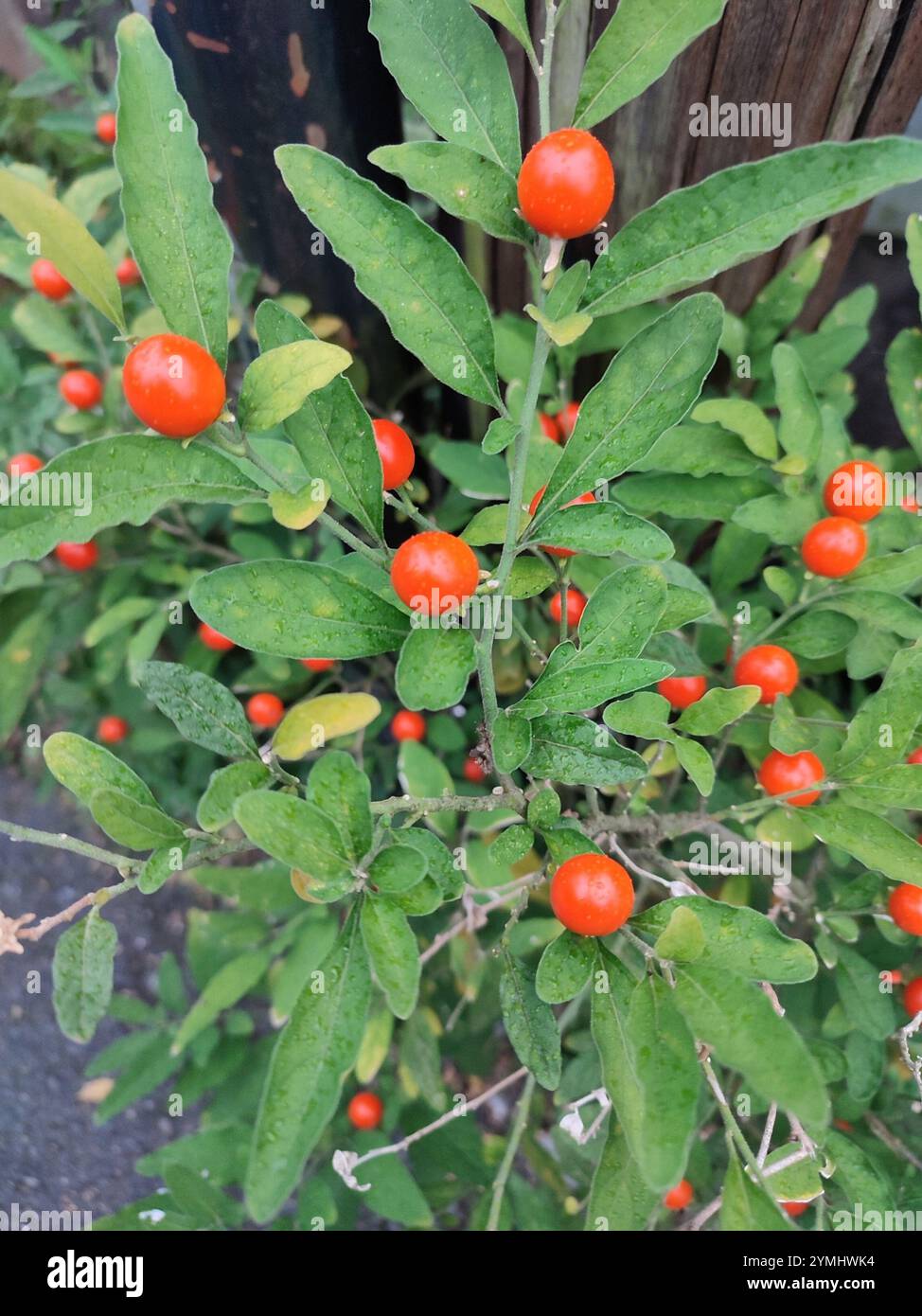Jerusalem cherry (Solanum pseudocapsicum Stock Photo - Alamy