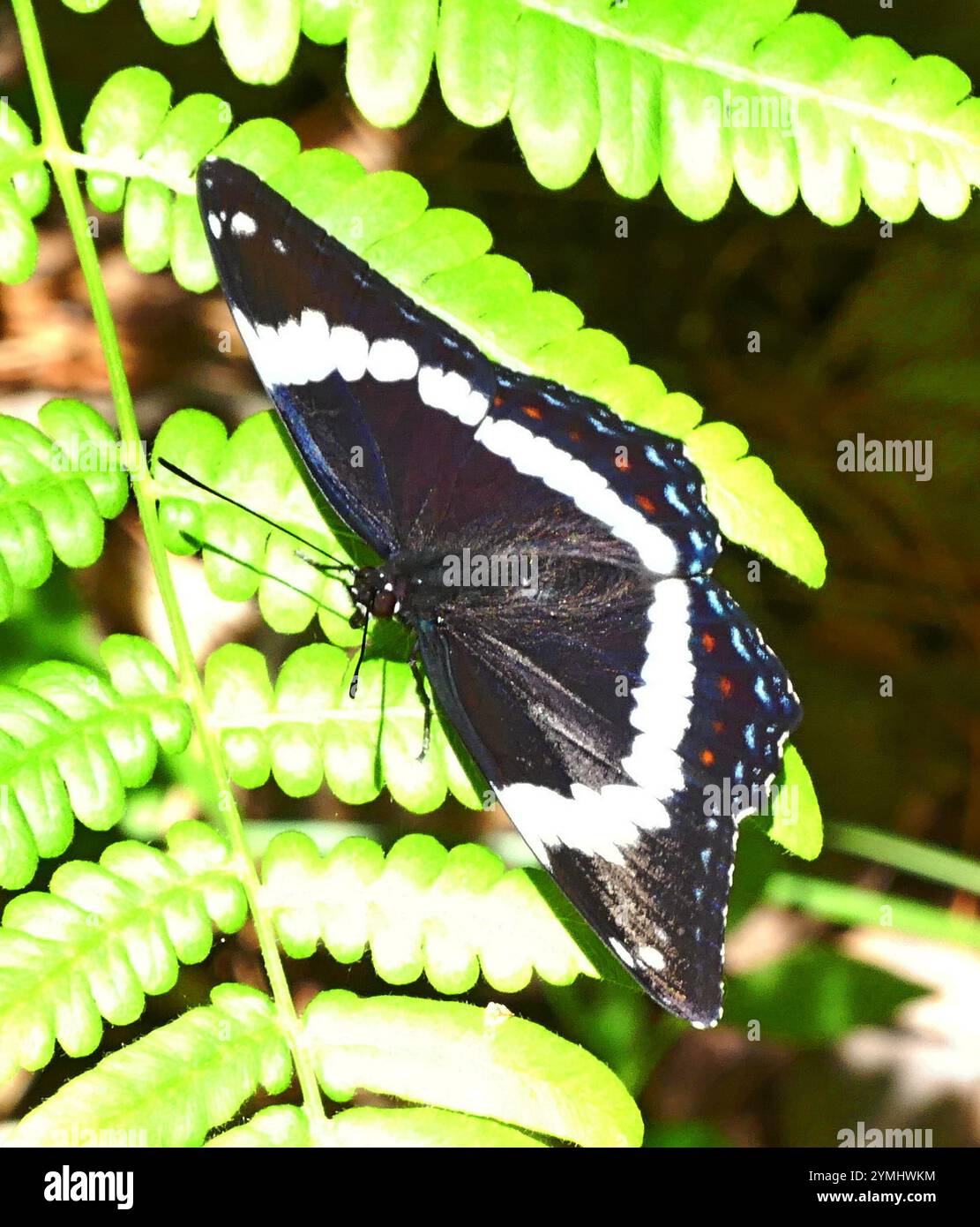 American White Admiral (Limenitis arthemis arthemis Stock Photo - Alamy