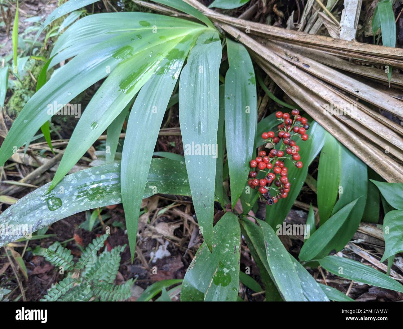 Xiphidium caeruleum hi-res stock photography and images - Alamy