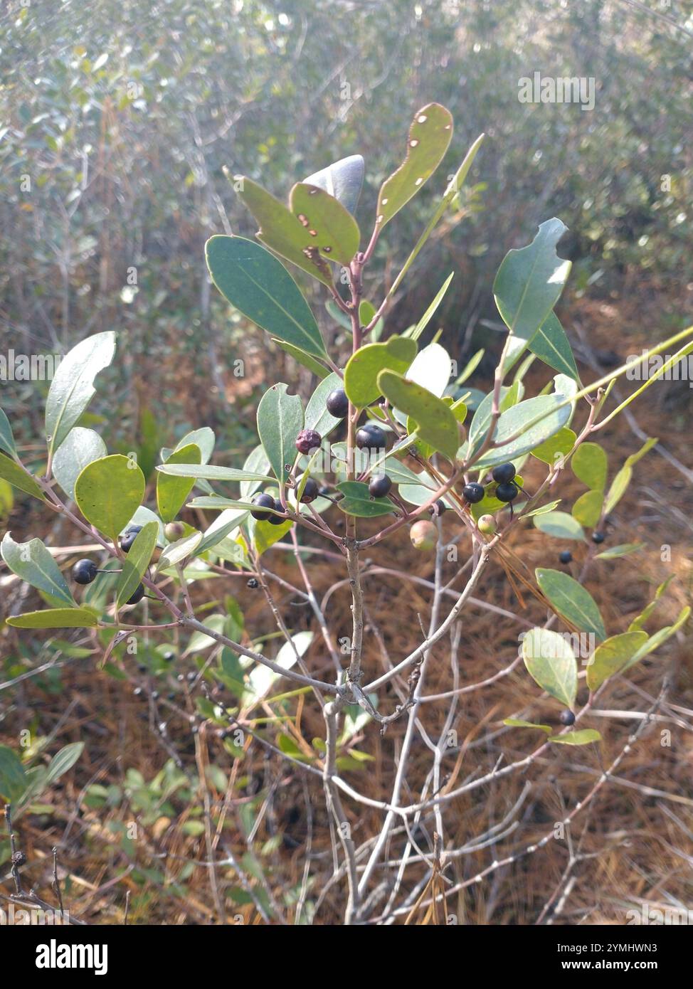 gallberry (Ilex glabra Stock Photo - Alamy