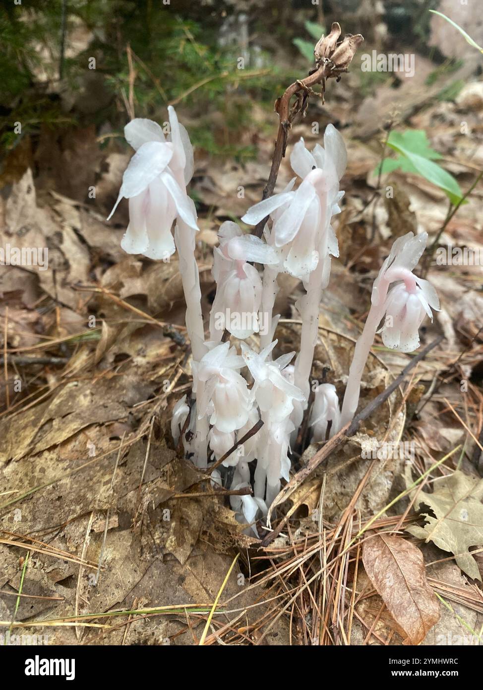 Ghost Pipe (Monotropa uniflora Stock Photo - Alamy