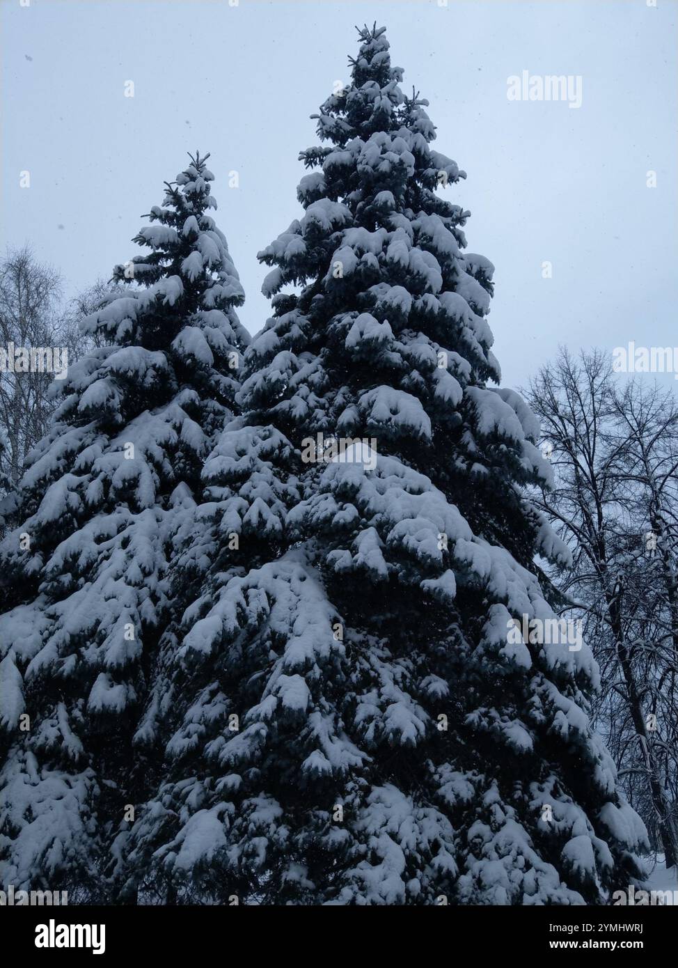 Siberian spruce (Picea obovata Stock Photo - Alamy