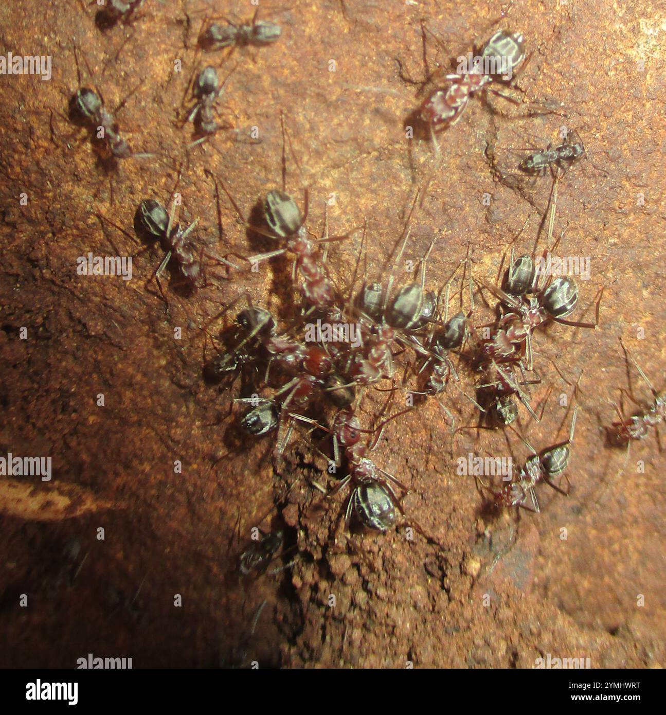 Large Pugnacious Ant (Anoplolepis custodiens Stock Photo - Alamy
