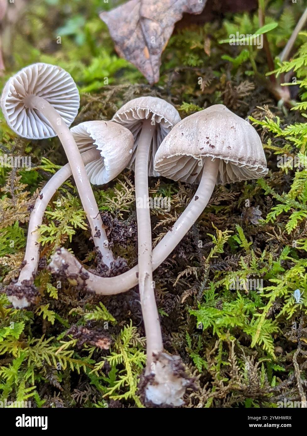 Drab Bonnet (Mycena aetites Stock Photo - Alamy