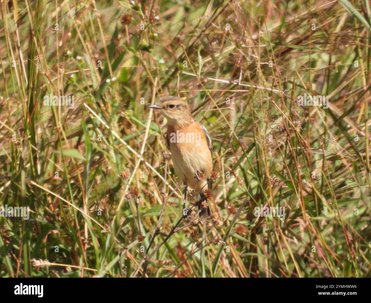 Amur stonechat hi-res stock photography and images - Alamy