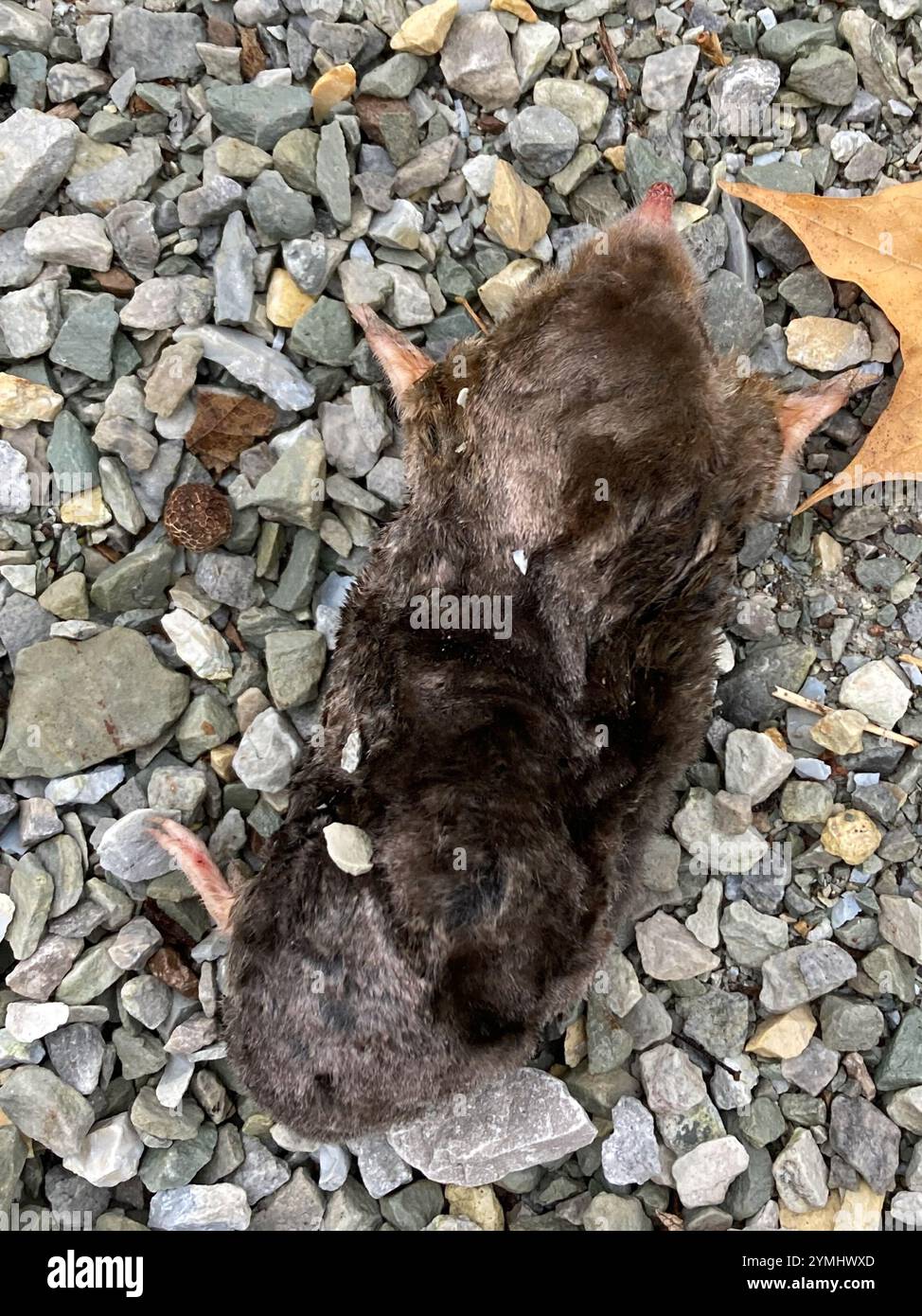Eastern Mole (Scalopus aquaticus Stock Photo - Alamy
