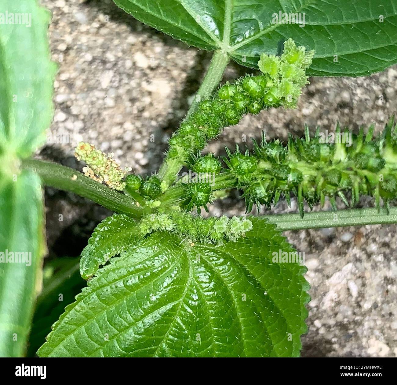 Cuban copperleaf (Acalypha setosa Stock Photo - Alamy