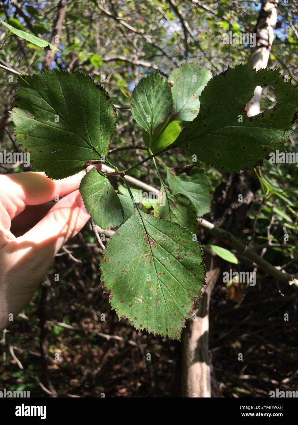 Caughnawaga hawthorn (Crataegus suborbiculata Stock Photo - Alamy
