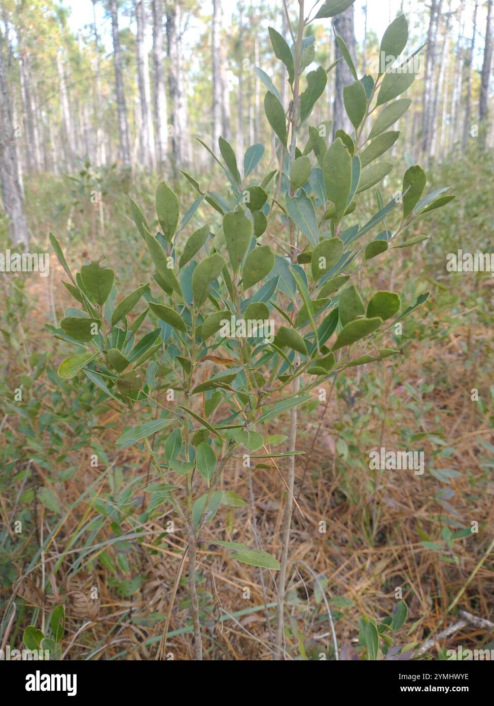 gallberry (Ilex glabra Stock Photo - Alamy
