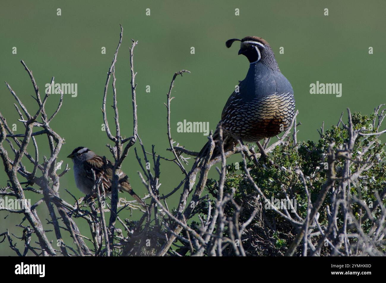 California Quail (Callipepla californica Stock Photo - Alamy