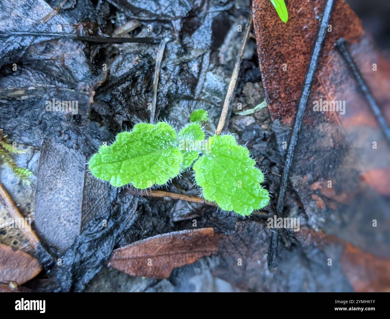 Rough Hedgenettle (Stachys rigida Stock Photo - Alamy