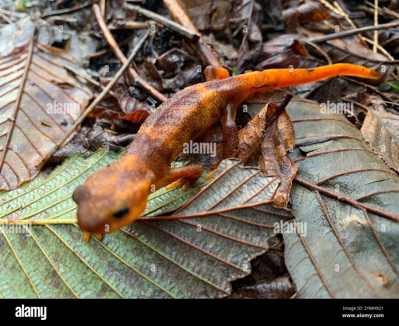Rough-skinned Newt (Taricha granulosa Stock Photo - Alamy