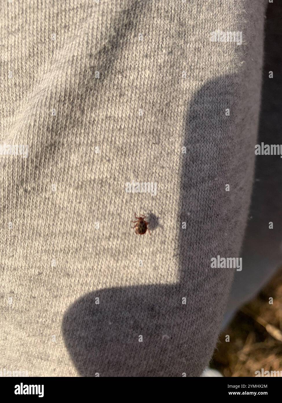 Ornate Cow Tick (Dermacentor reticulatus Stock Photo - Alamy