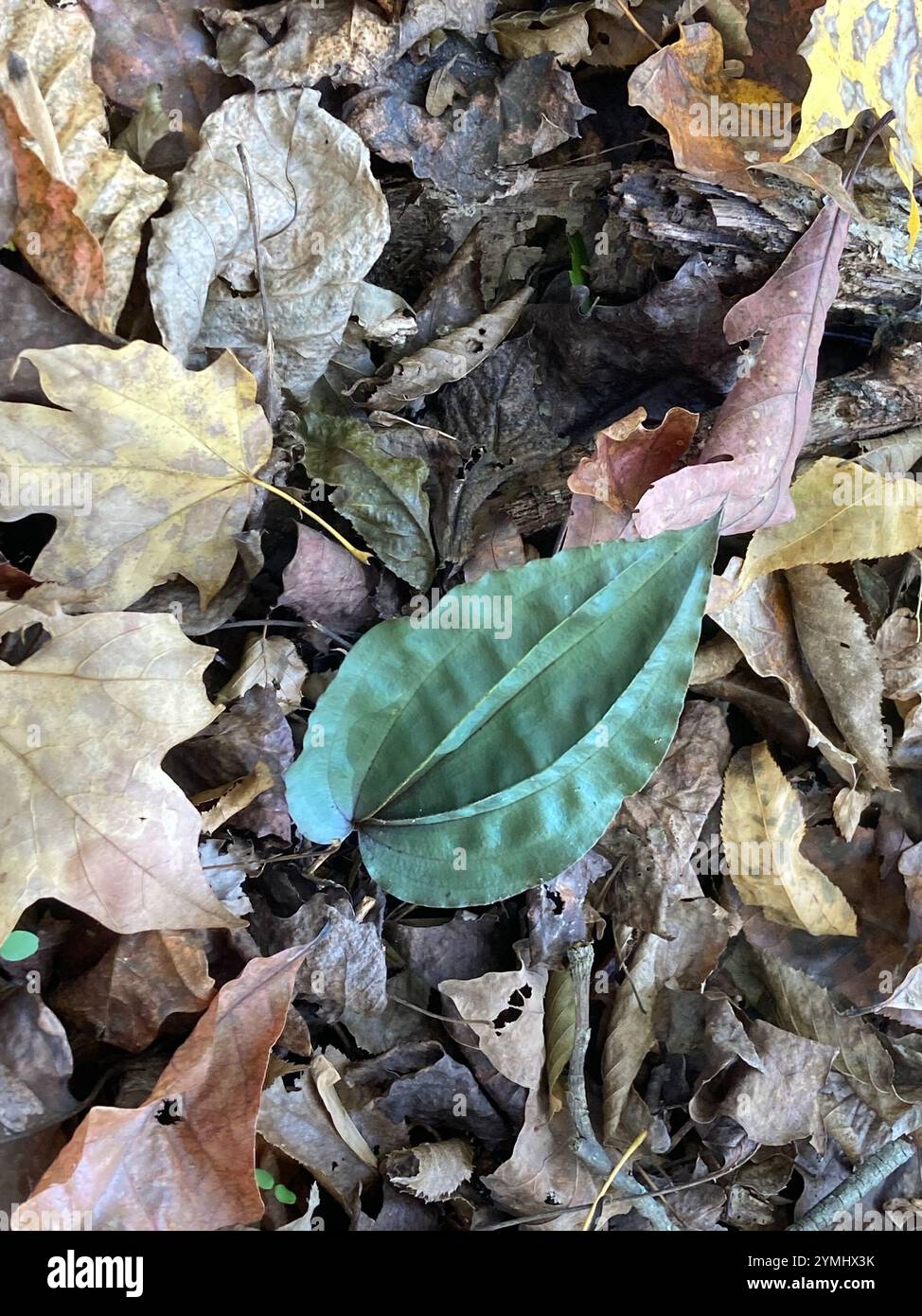 crane-fly orchid (Tipularia discolor Stock Photo - Alamy