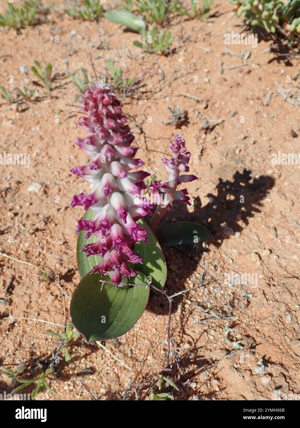 Flesh Viooltjie (Lachenalia carnosa Stock Photo - Alamy