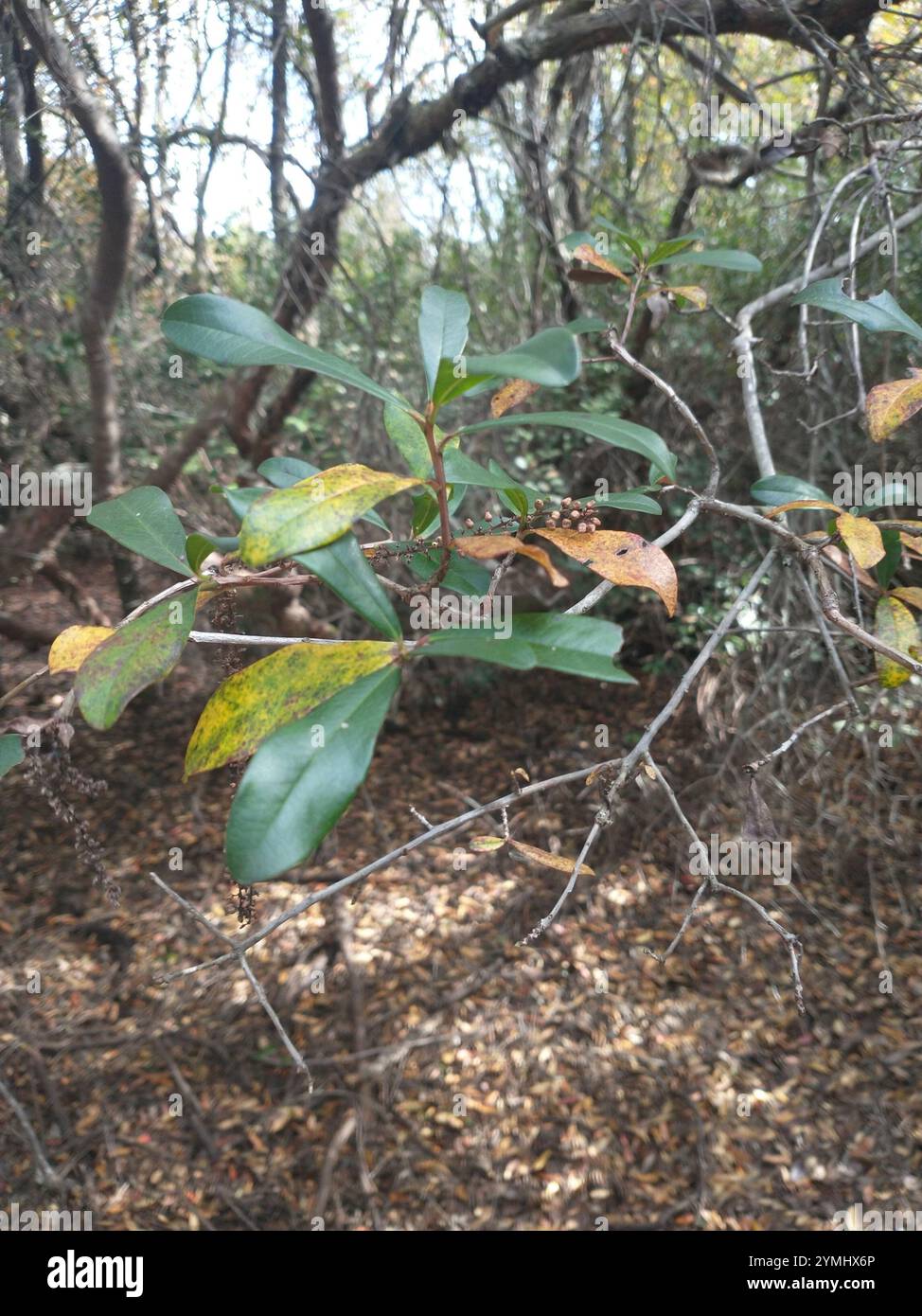Swamp titi (Cyrilla racemiflora Stock Photo - Alamy