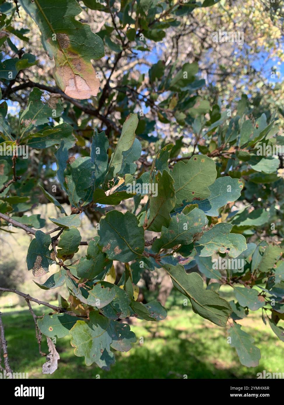 blue oak (Quercus douglasii Stock Photo - Alamy