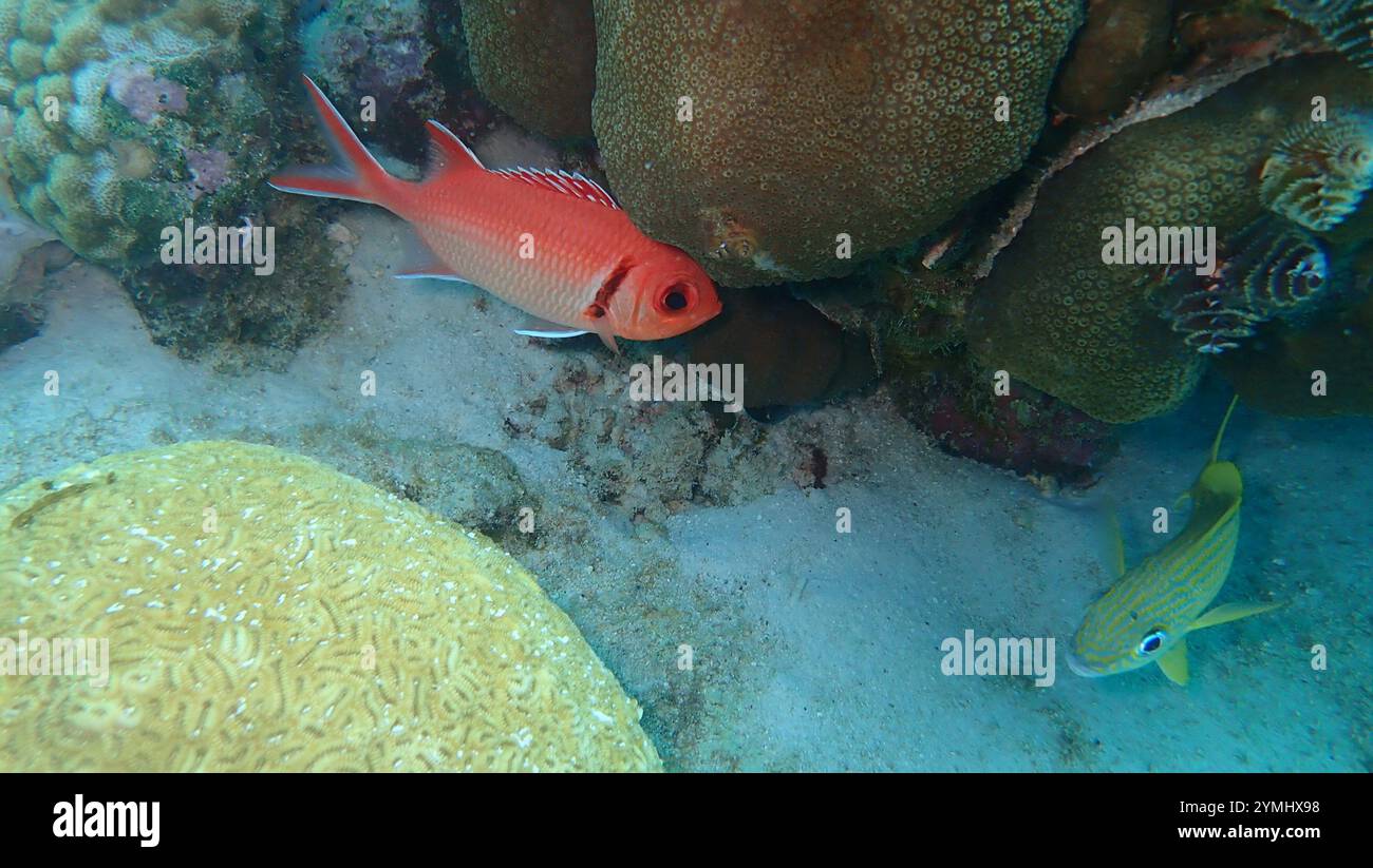 Blackbar Soldierfish (Myripristis jacobus Stock Photo - Alamy