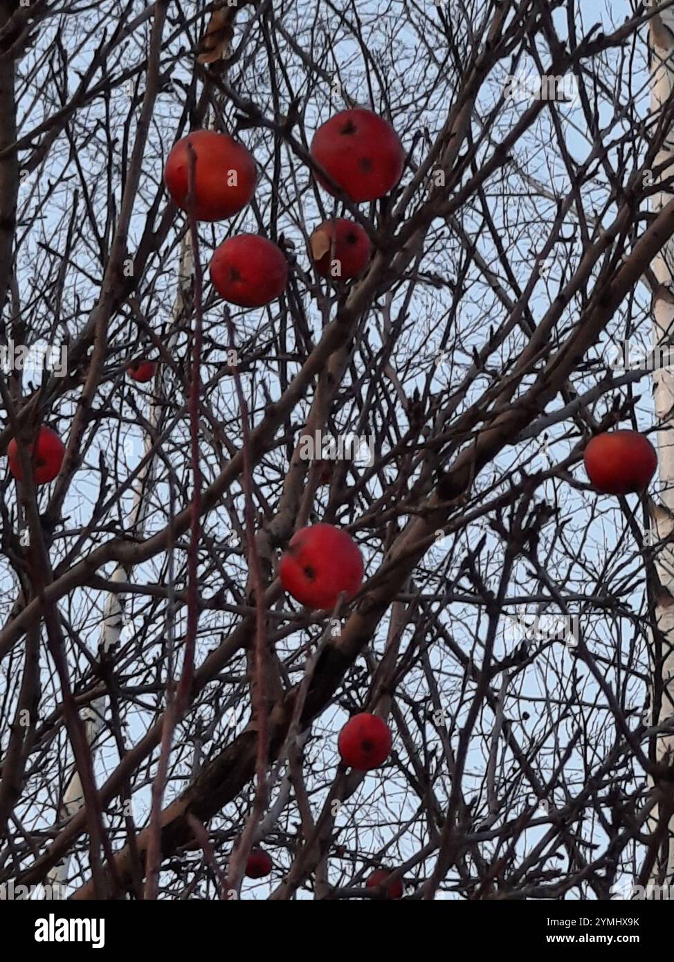 European Wild Apple (Malus sylvestris Stock Photo - Alamy