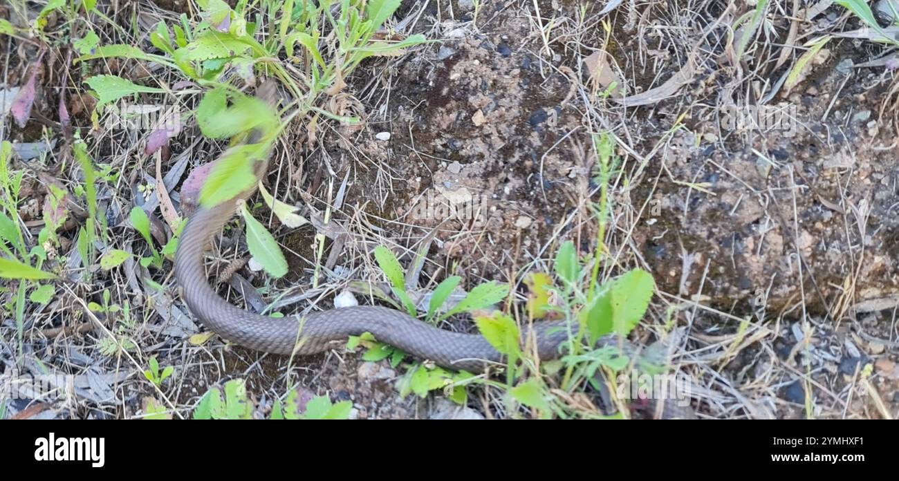 Eastern Brown Snake (Pseudonaja textilis Stock Photo - Alamy