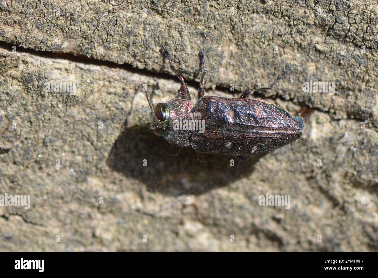 Gold Pit Oak Splendour Beetle (Chrysobothris affinis Stock Photo - Alamy