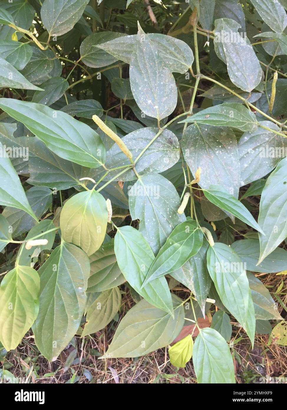 pepper plants (Piper Stock Photo - Alamy