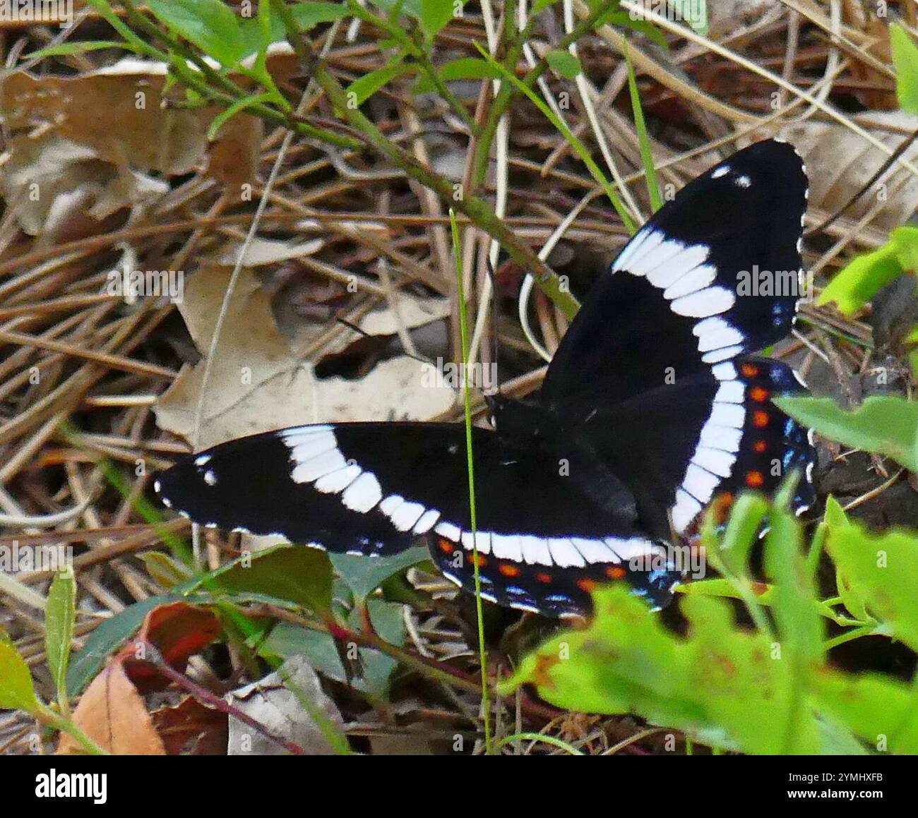 American White Admiral (Limenitis arthemis arthemis Stock Photo - Alamy