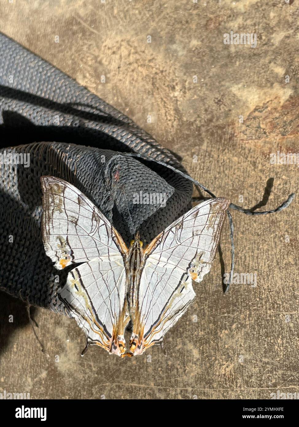 Common Mapwing (Cyrestis thyodamas Stock Photo - Alamy