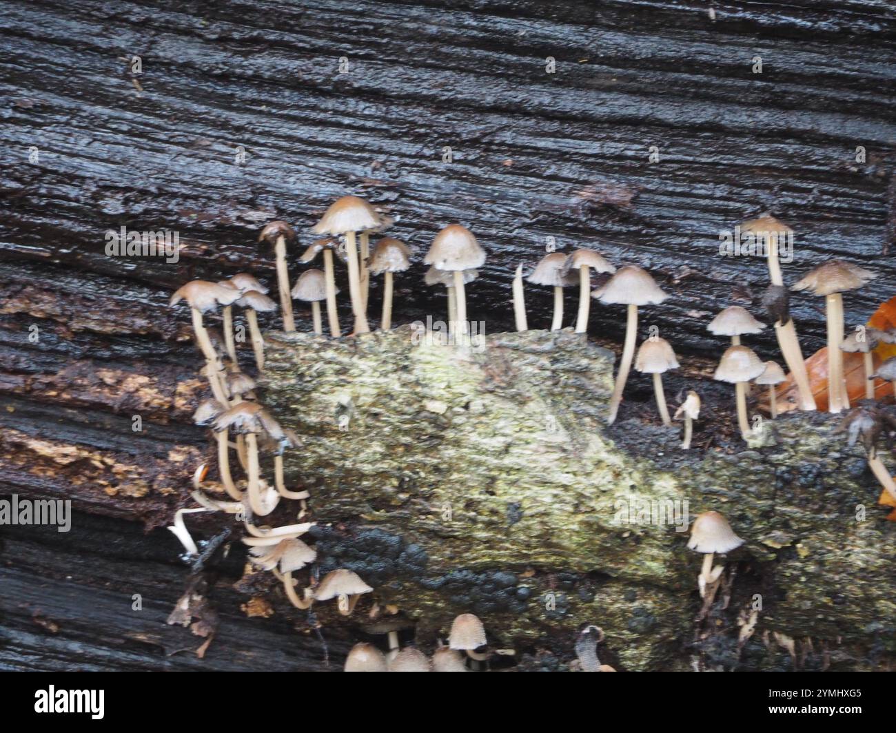 clustered bonnet (Mycena inclinata Stock Photo - Alamy